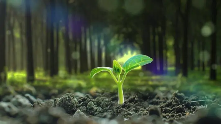 The Umuringa Green Awareness | GreenStars